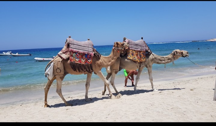 Abu Dabbab | Star Shine Tours