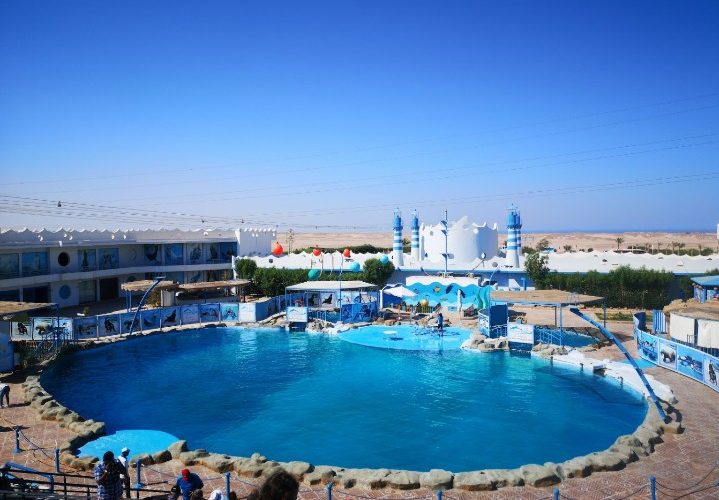 Dolphin world | Star Shine Tours